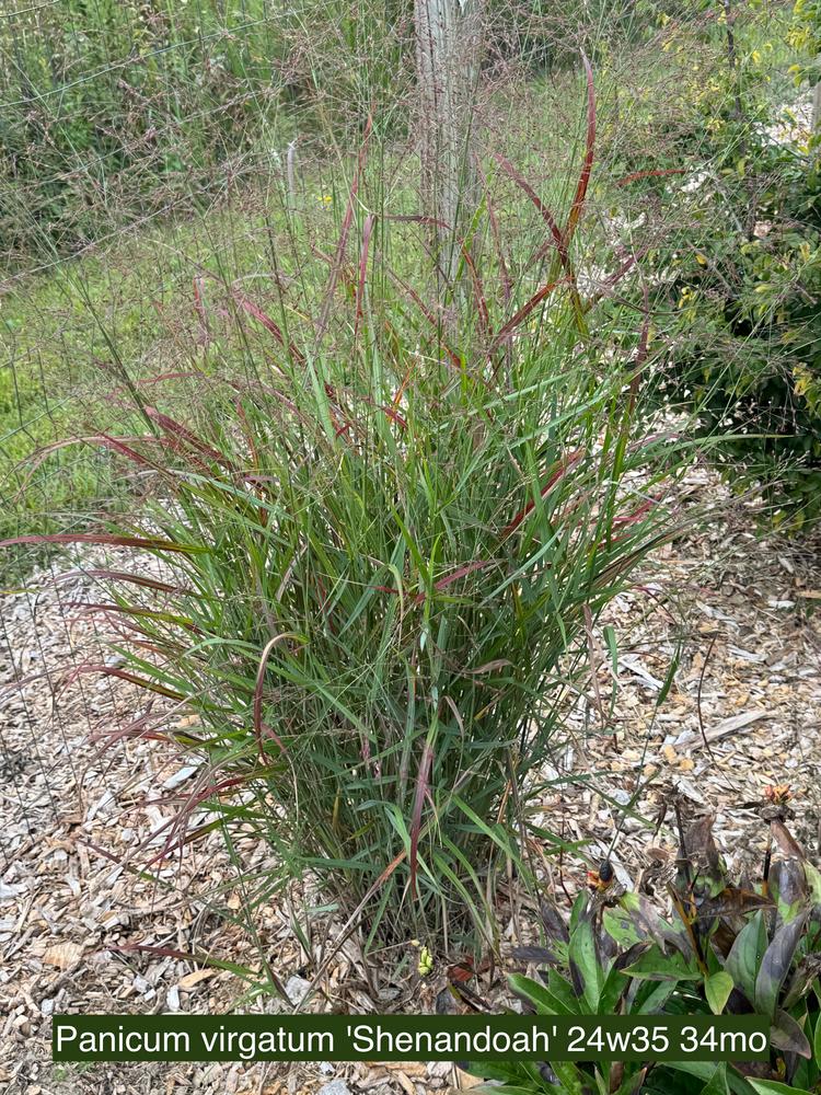 Photo of the seedling or young plant of Switch Grass (Panicum virgatum ...