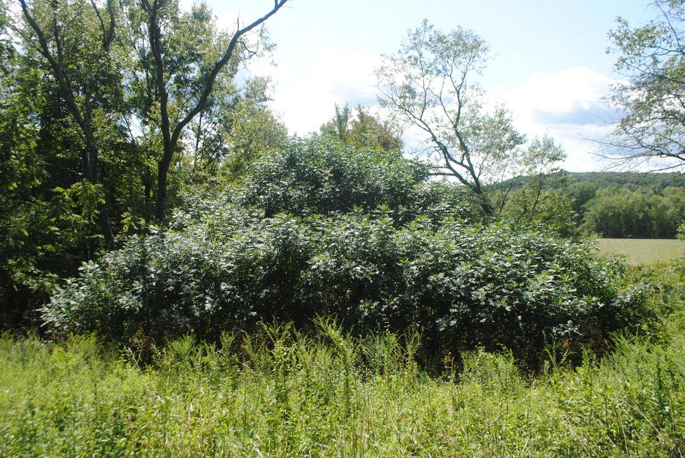 Photo of the entire plant of Winged Sumac (Rhus copallina) posted by ...