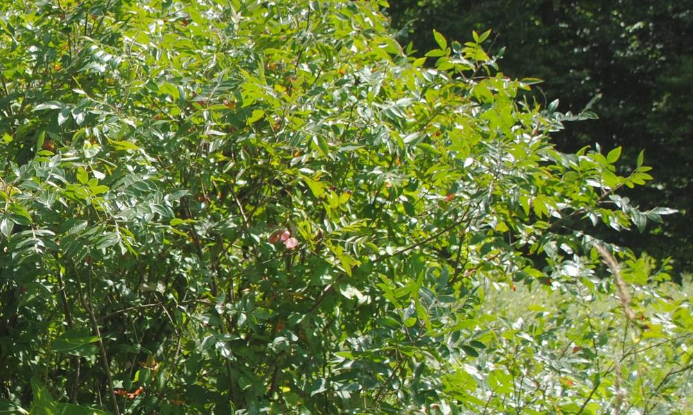 Photo of the leaves of Winged Sumac (Rhus copallina) posted by ILPARW ...