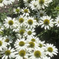 Photo of the bloom of Dwarf Coneflower (Echinacea Kismet® White) posted ...