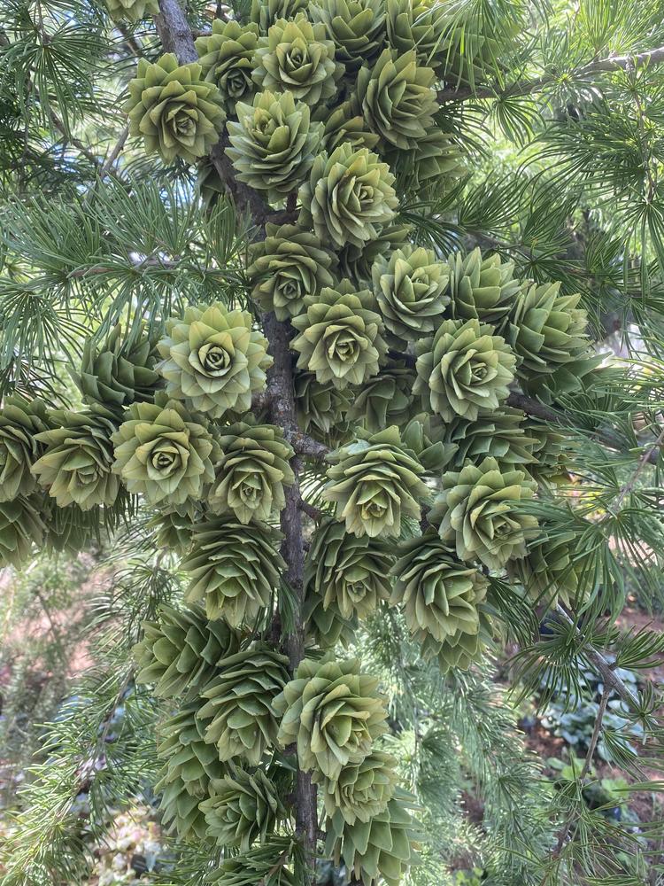 Photo of the cone of Golden Larch (Pseudolarix amabilis) posted by SL ...