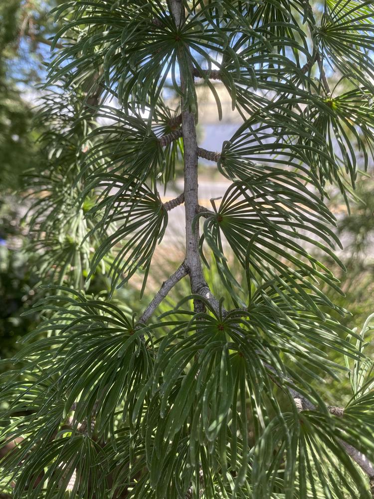 Photo of the leaves of Golden Larch (Pseudolarix amabilis) posted by SL ...