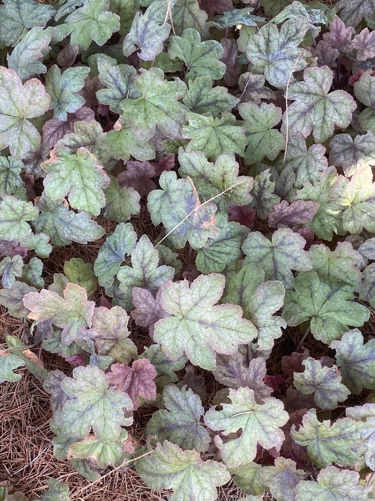 Photo of the leaves of Heucherella (XHeucherella 'Redstone Falls ...