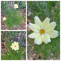 Photo of the entire plant of Cosmos (Cosmos bipinnatus 'Xanthos ...