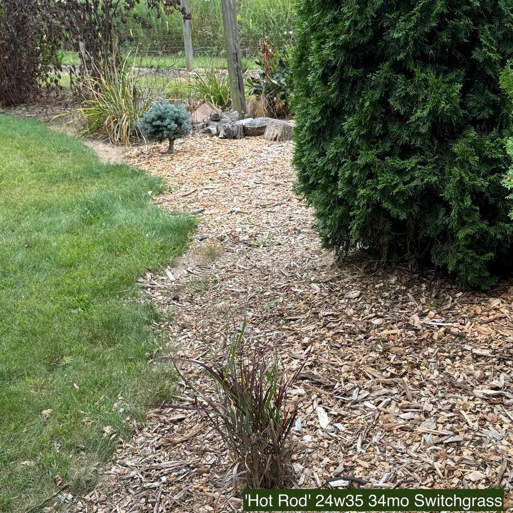 Photo of the seedling or young plant of Switchgrass (Panicum virgatum ...