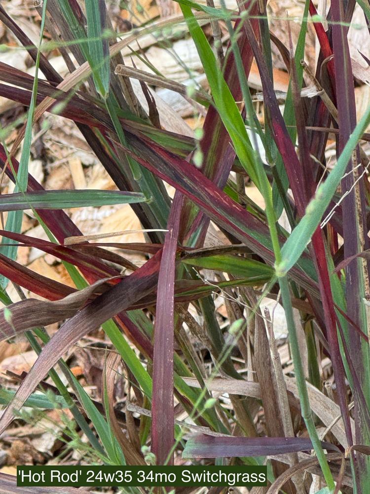 Switchgrass (Panicum virgatum 'Hot Rod') - Garden.org