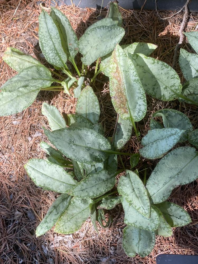Photo of the leaves of Lungwort (Pulmonaria 'Moonshine') posted by SL ...