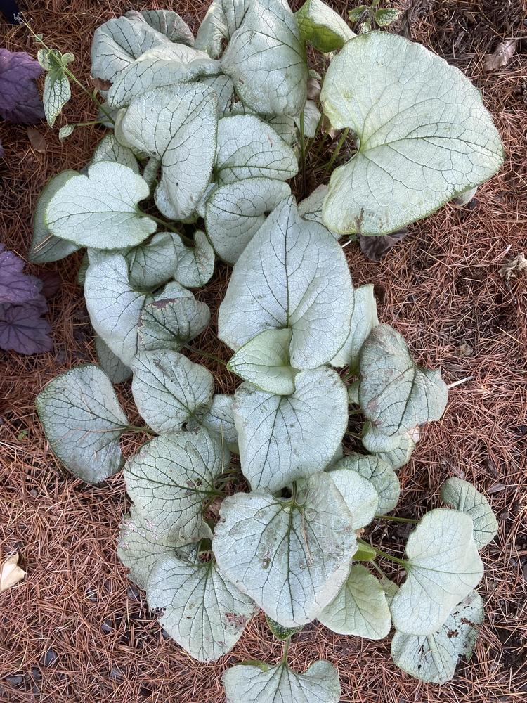 Photo of the entire plant of Brunnera (Brunnera macrophylla 'Alexandria ...