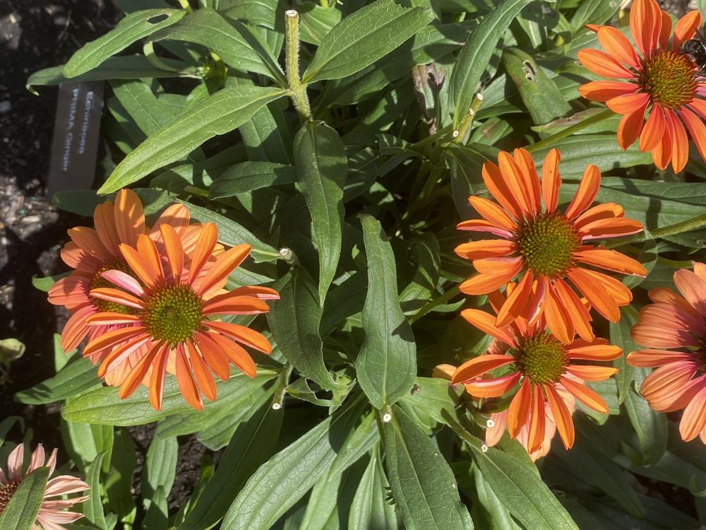Photo of the bloom of Dwarf Coneflower (Echinacea Prima™ Ginger) posted ...