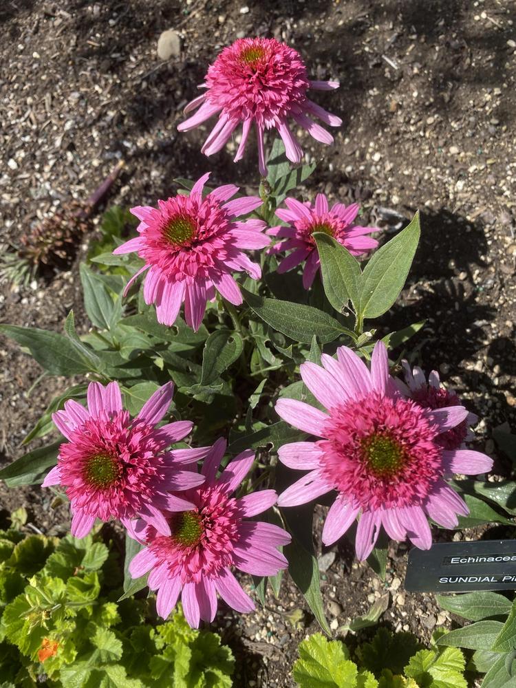 Photo of the bloom of Dwarf Coneflower (Echinacea Sundial™ Pink) posted ...