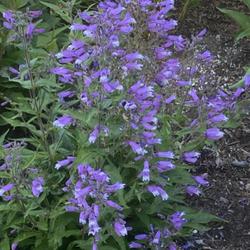 Penstemons: Collection of Varieties - Garden.org
