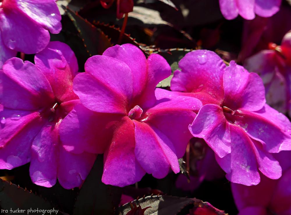 Photo of the bloom of Impatiens SunPatiens® Compact Purple Candy posted ...