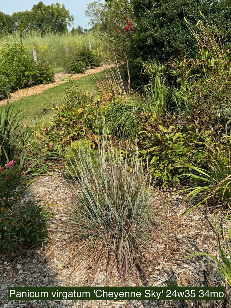 Photo of the seedling or young plant of Switchgrass (Panicum virgatum ...