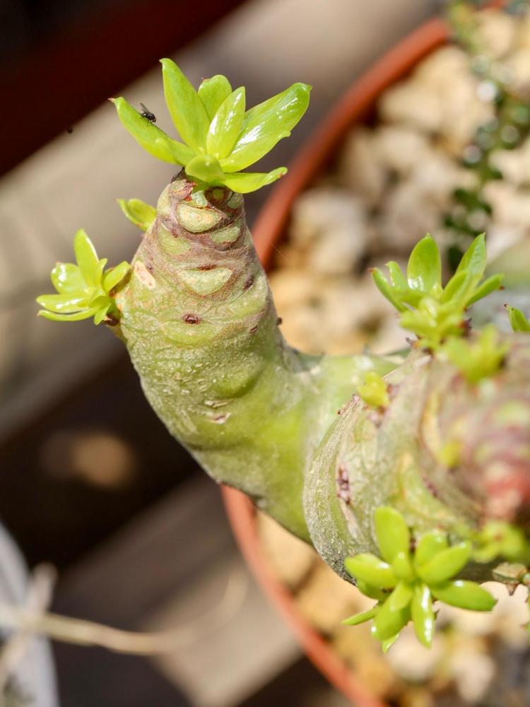 Photo of the emerging growth of Butter Tree (Tylecodon paniculatus ...