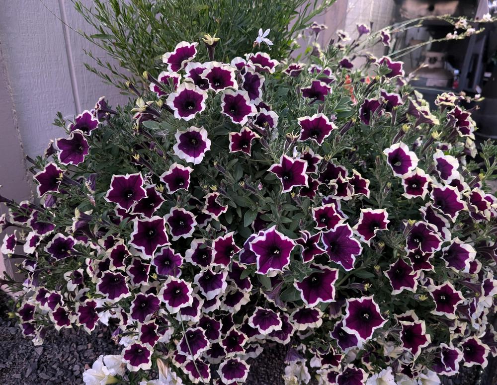 Multiflora Spreading/Trailing Petunia (Petunia Cascadias™ Rim Magenta ...