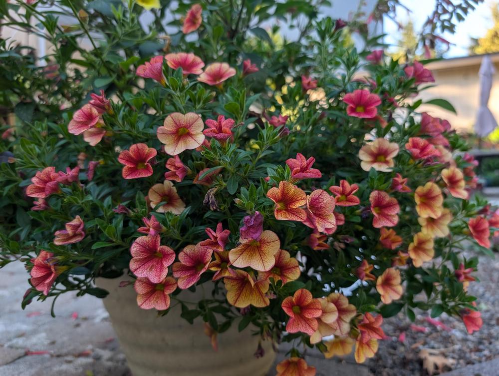 Photo of the entire plant of Million Bells (Calibrachoa MiniFamous™ Uno ...