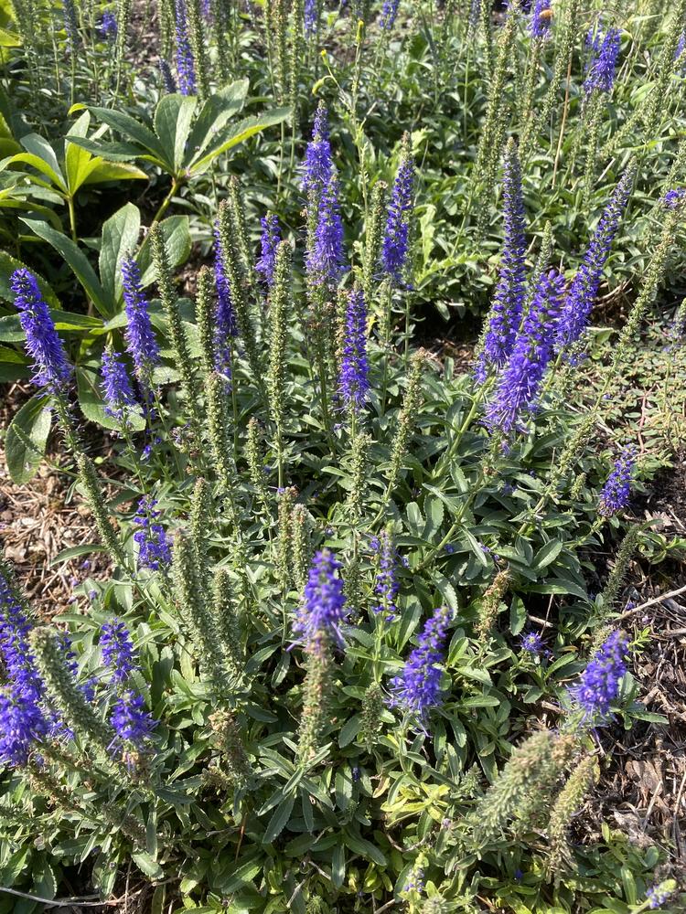 Photo of the bloom of Veronica VENTURE™ Blue posted by SL_gardener ...