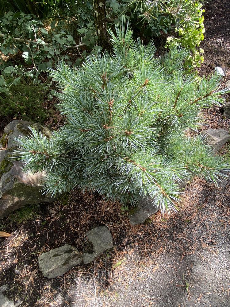 Photo of the entire plant of Korean Pine (Pinus koraiensis 'Blue Ball ...