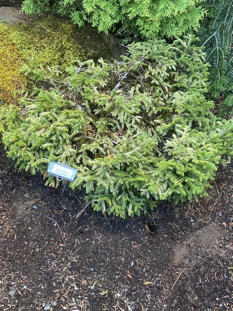 Photo of the entire plant of Spruce (Picea orientalis 'Silver Seedling ...