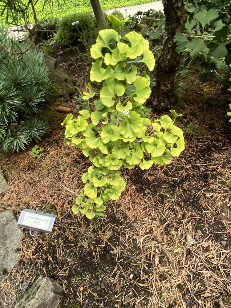 Dwarf Ginkgo Tree (Ginkgo biloba 'Spring Grove') - Garden.org