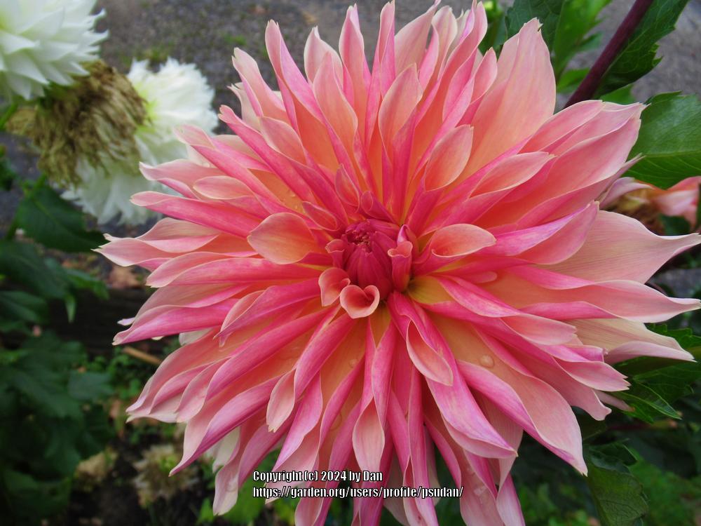 Photo of the bloom of Dahlia 'Labyrinth' posted by psudan - Garden.org