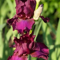 Tall Bearded Iris (Iris 'Candy Apple Classic') in the Irises Database ...