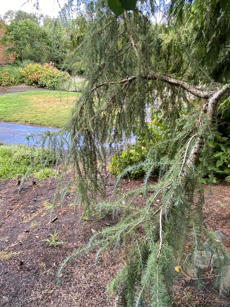 Contorted Deodar Cedar (Cedrus deodara 'Blue Snake') - Garden.org