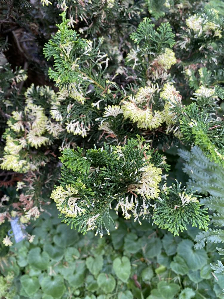 Hinoki Cypress (Chamaecyparis obtusa 'Baldwin Variegated') - Garden.org