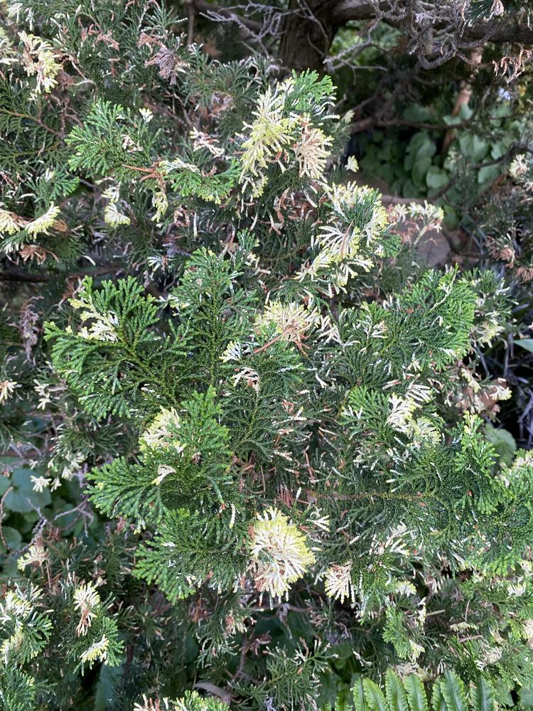 Photo of the leaves of Hinoki Cypress (Chamaecyparis obtusa 'Baldwin ...