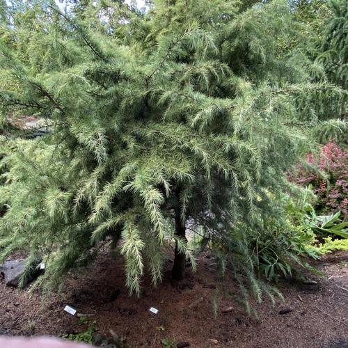 Deodar Cedar (Cedrus deodara 'Snow Sprite') - Garden.org