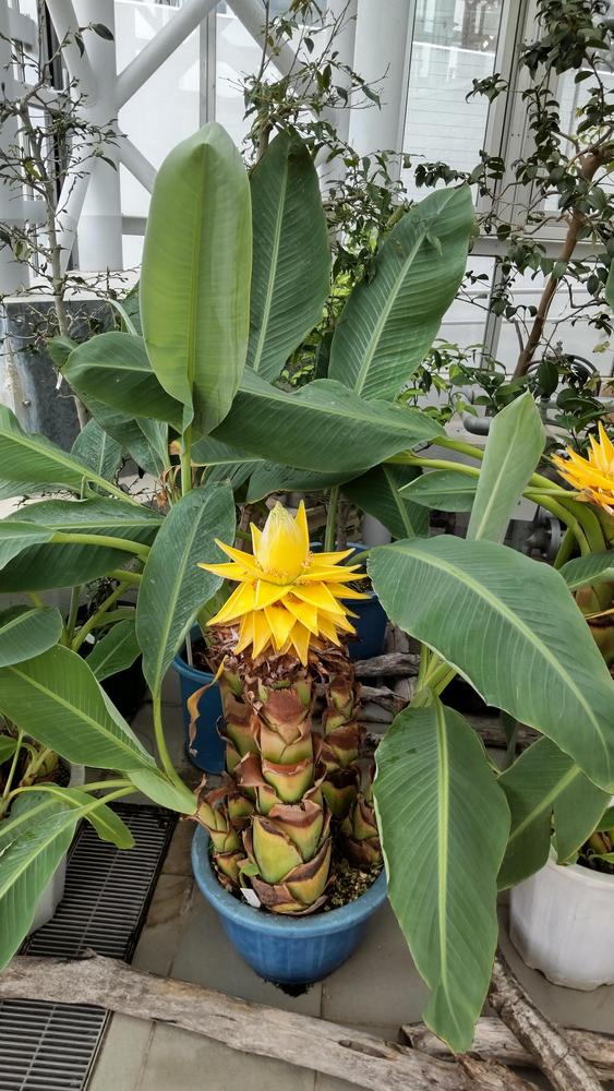 False Banana (Ensete lasiocarpum) in the False Bananas Database ...