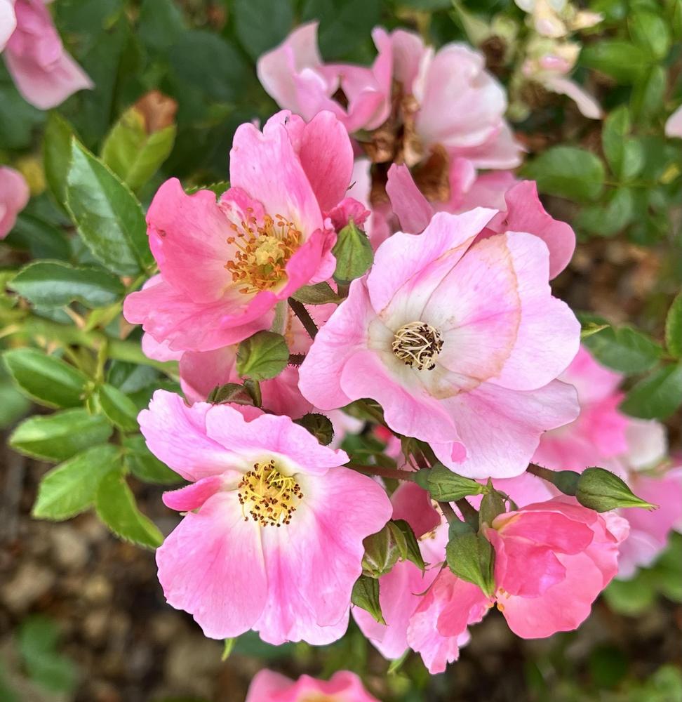 Rose (Rosa 'Pink Snowflakes') in the Roses Database - Garden.org