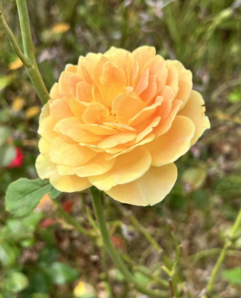 Photo of the bloom of Rose (Rosa 'Molineux') posted by bxncbx - Garden.org