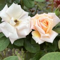 Rose (Rosa 'Elfi von Dassanowsky') in the Roses Database - Garden.org