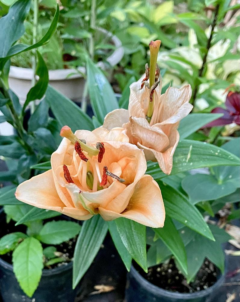 Photo of the bloom of Lily (Lilium 'Apricot Fudge') posted by denfortier9 - Garden.org