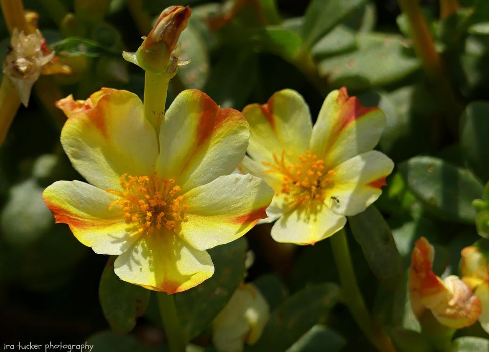 Purslane (Portulaca oleracea PortoGrande™ Citrus Crush) - Garden.org
