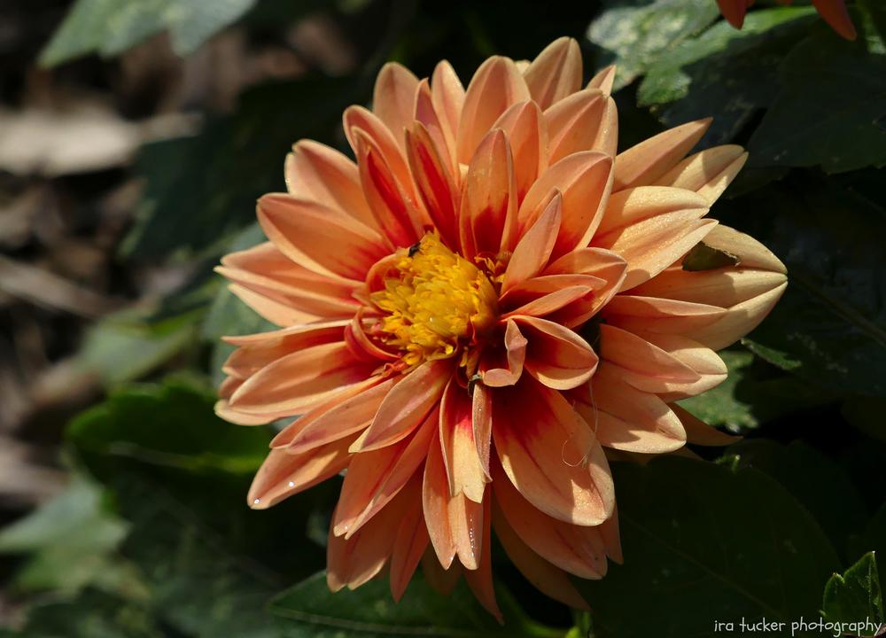 Dahlia Dalaya® Apricot Apricot+Red Eye in the Dahlias Database - Garden.org