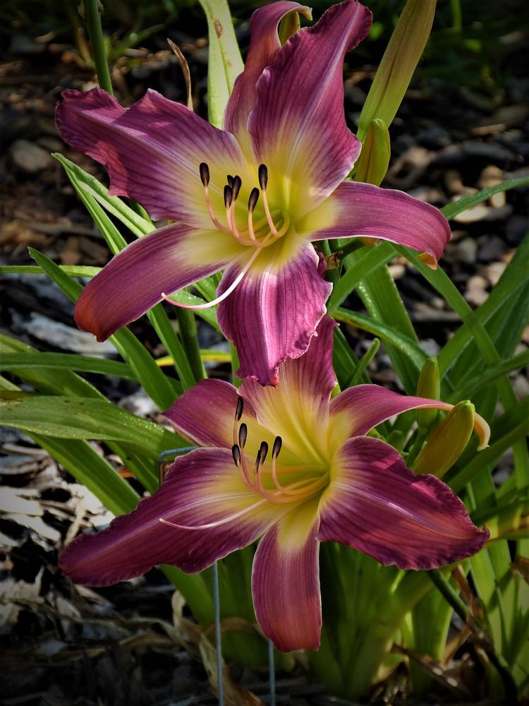 Photo of the bloom of Daylily (Hemerocallis 'Lake Norman Spider ...