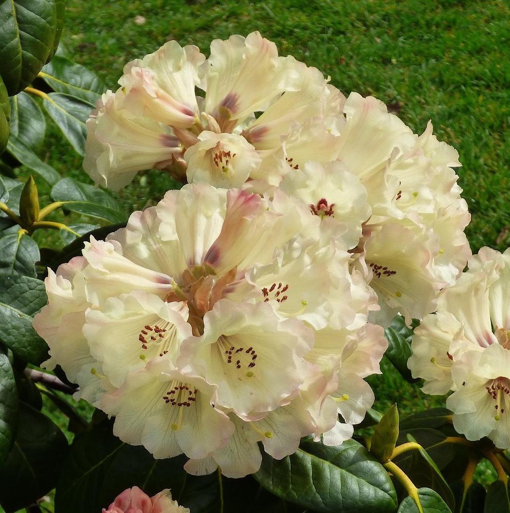 Photo of the bloom of Rhododendron 'Yellow Moon' posted by KGFerg ...