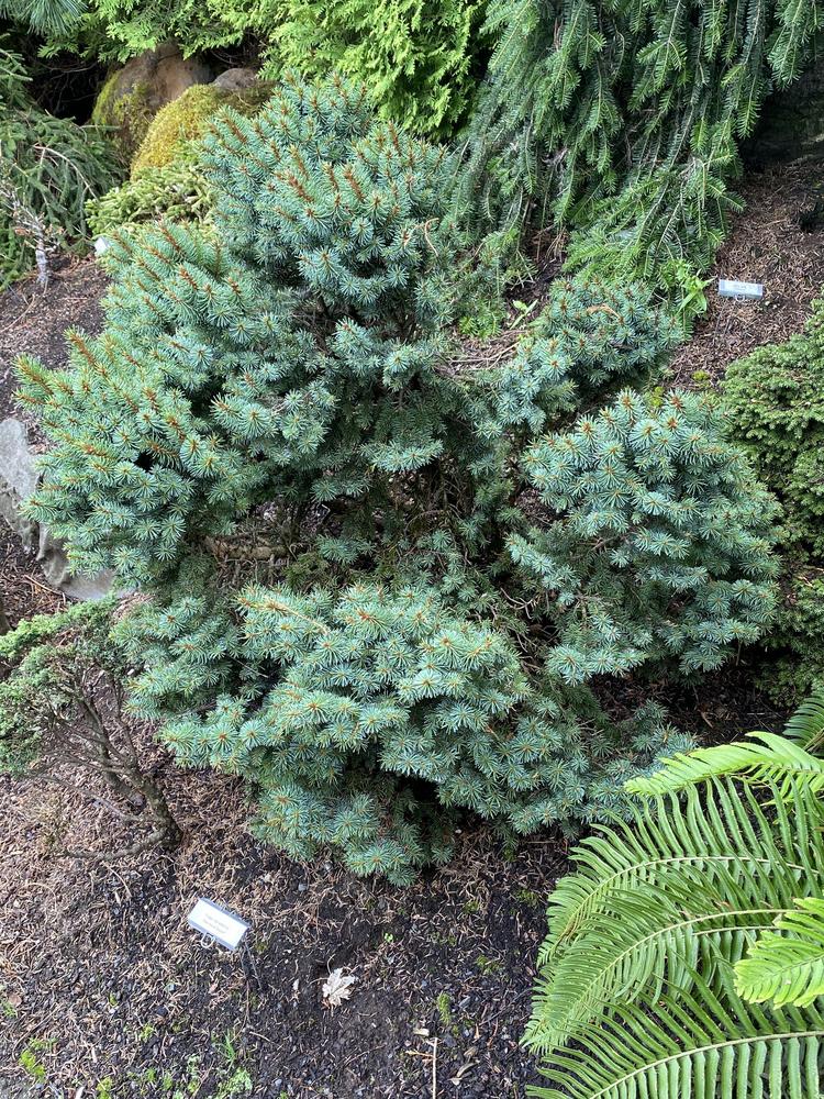 Photo of the entire plant of Tsuga canadensis 'Horsford Dwarf' posted ...