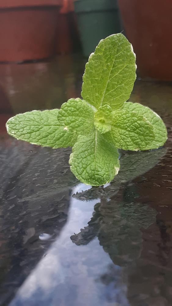 Pineapple Mint (Mentha suaveolens 'Variegata') in the Mints Database ...