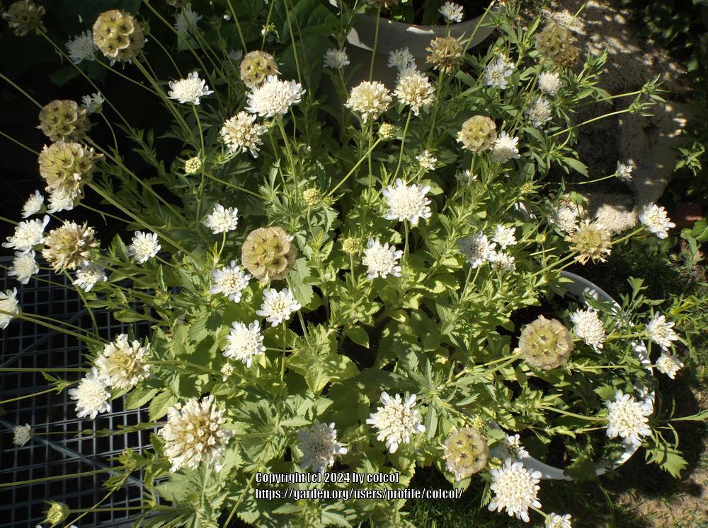 Photo of the bloom of Pincushion Flower (Lomelosia stellata) posted by ...