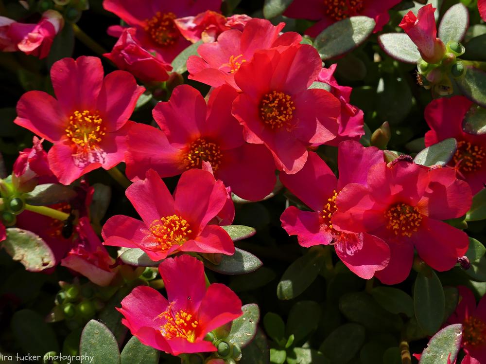 Portulaca (Portulaca oleracea Mega Pazzaz™ Fuchsia) - Garden.org