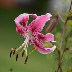 Lily (Lilium speciosum var. speciosum 'Uchida') in the Lilies Database ...