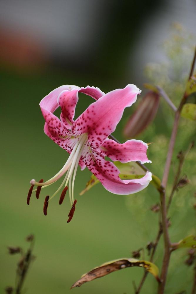 Lily (Lilium speciosum var. speciosum 'Uchida') in the Lilies Database ...
