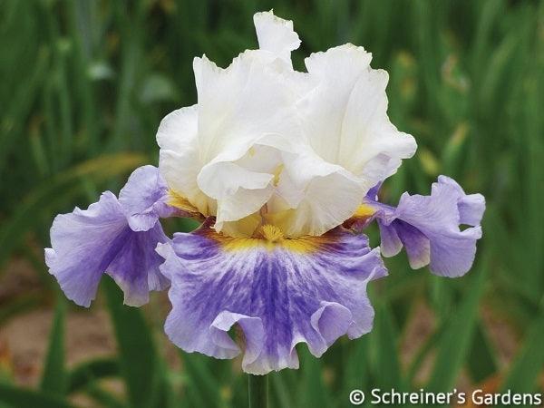 Tall Bearded Iris (Iris 'Outer Banks') in the Irises Database - Garden.org