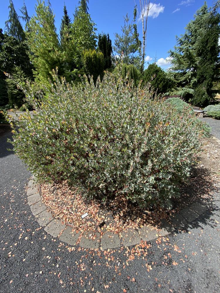 Photo of the entire plant of Pajaro Manzanita (Arctostaphylos ...