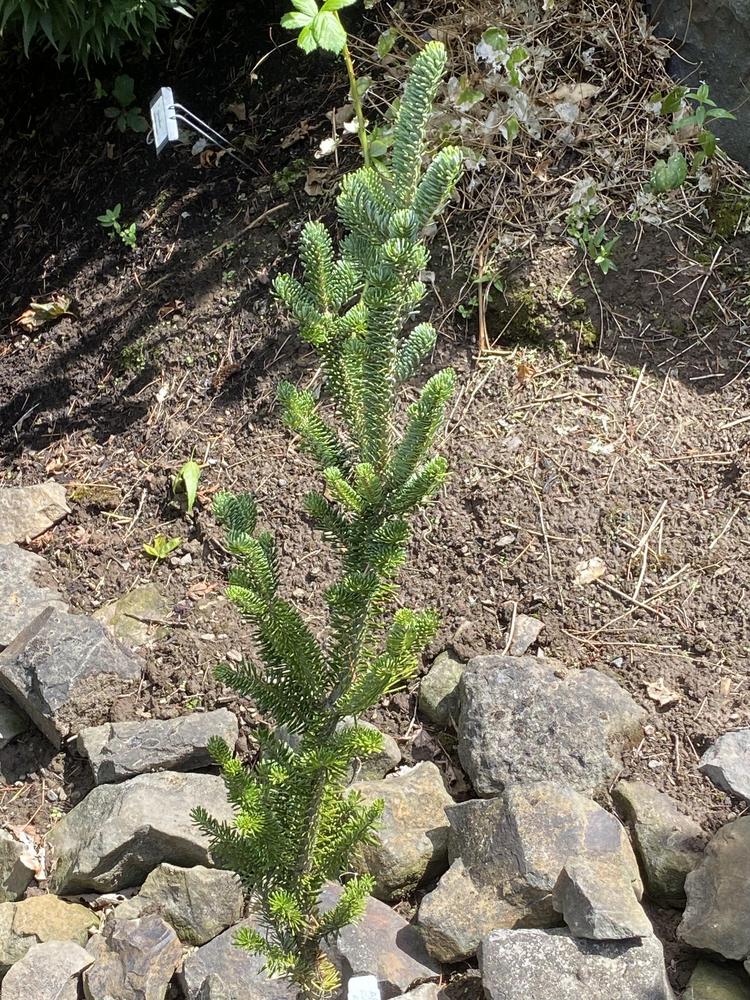 Photo of the entire plant of Fraser Fir (Abies fraseri 'Reeseville ...