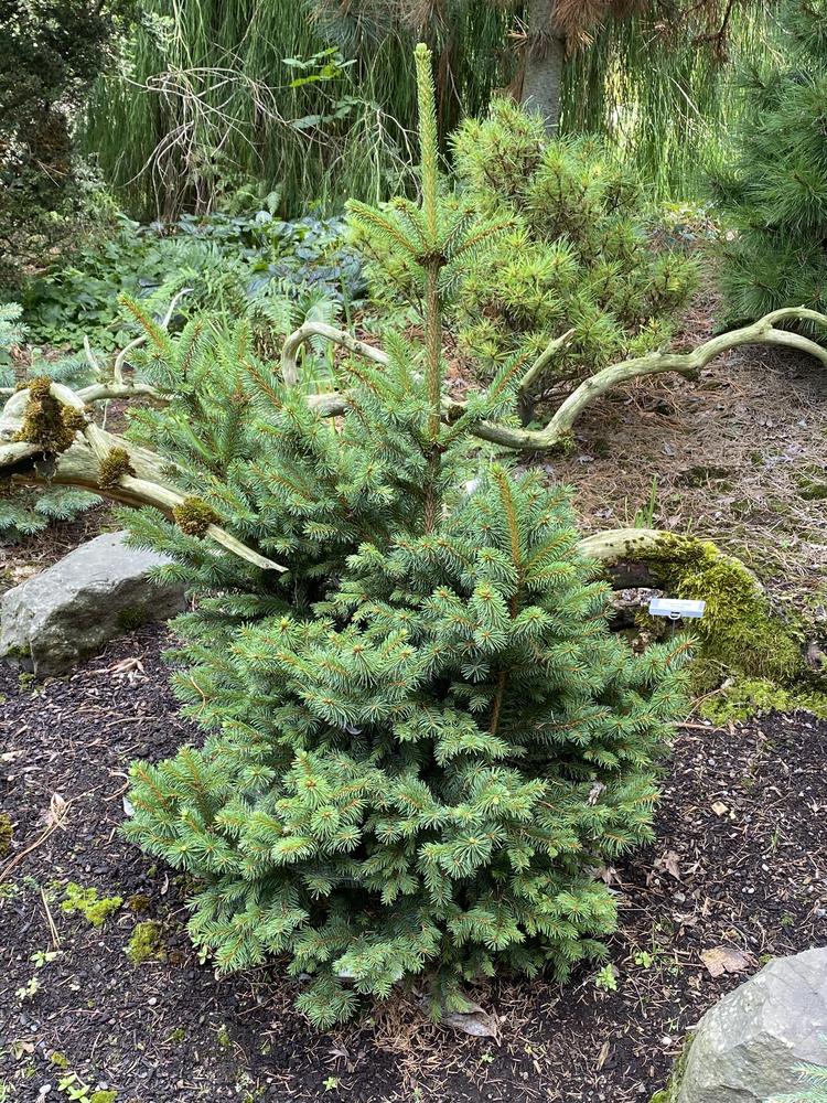 Photo of the entire plant of Spruce (Picea abies 'Tiara') posted by SL ...