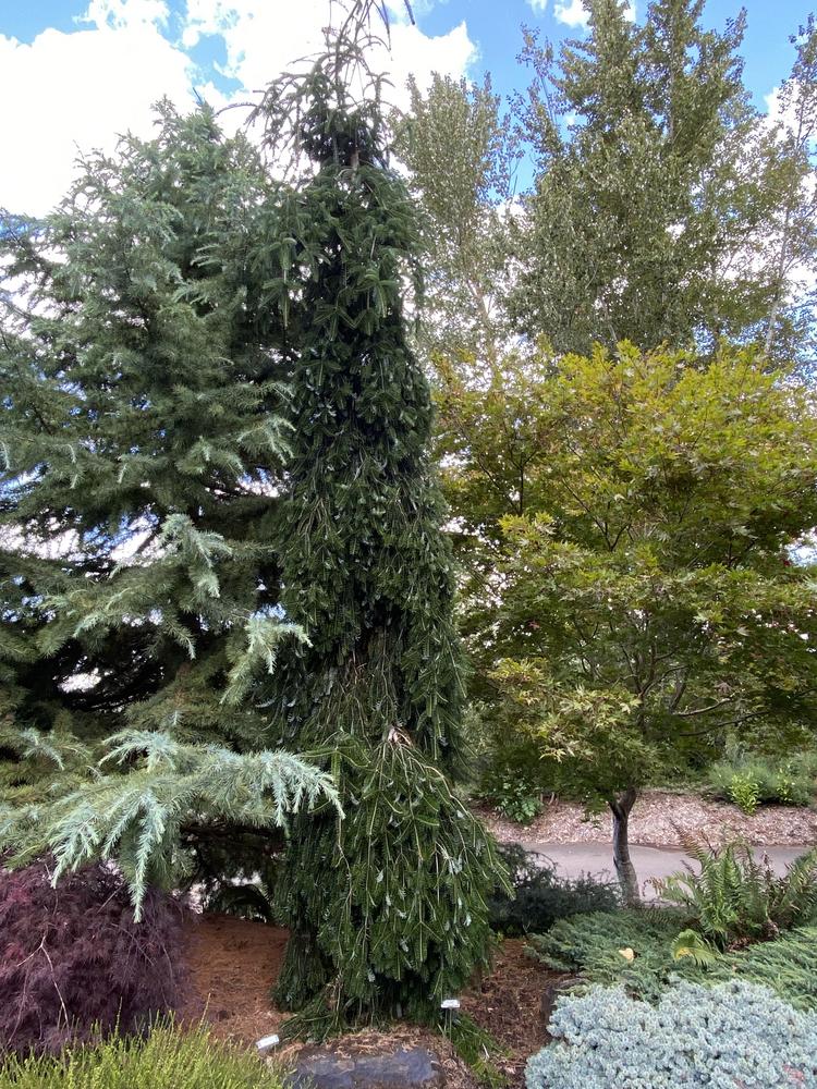 Photo of the entire plant of European Silver Fir (Abies alba 'Green ...